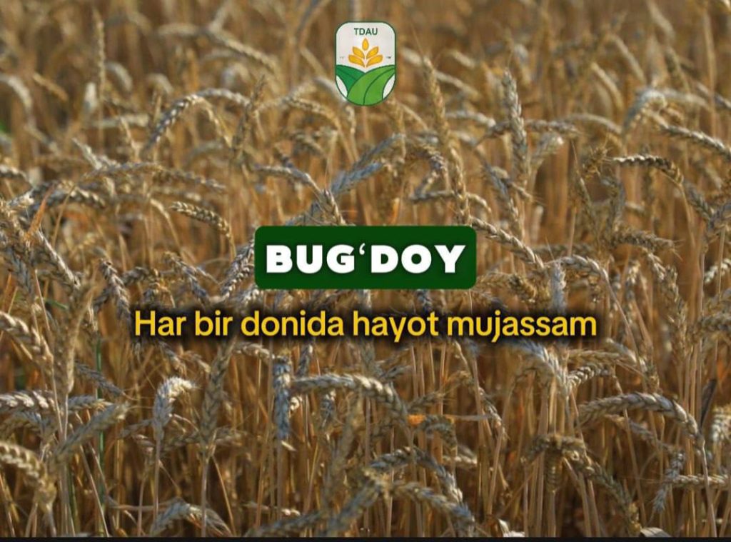 Bug’doy (lotincha-triticum aestivum L.) – g’alladoshlar oilasiga mansub ...