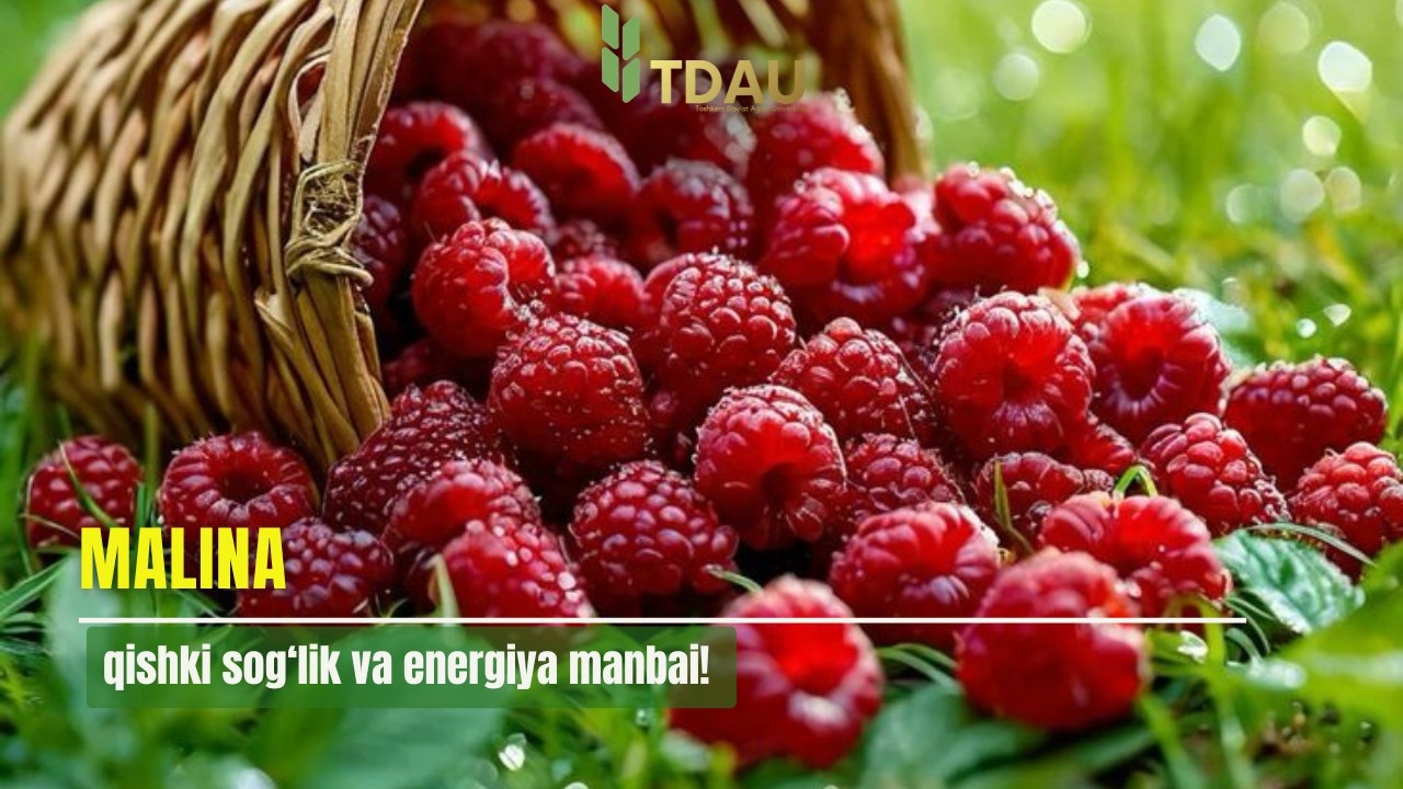 Malina — qishki sog‘lik va energiya manbai! | Toshkent davlat agrar ...