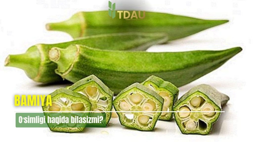 Bamiya o‘simligi haqida bilasizmi? | Toshkent davlat agrar universiteti ...